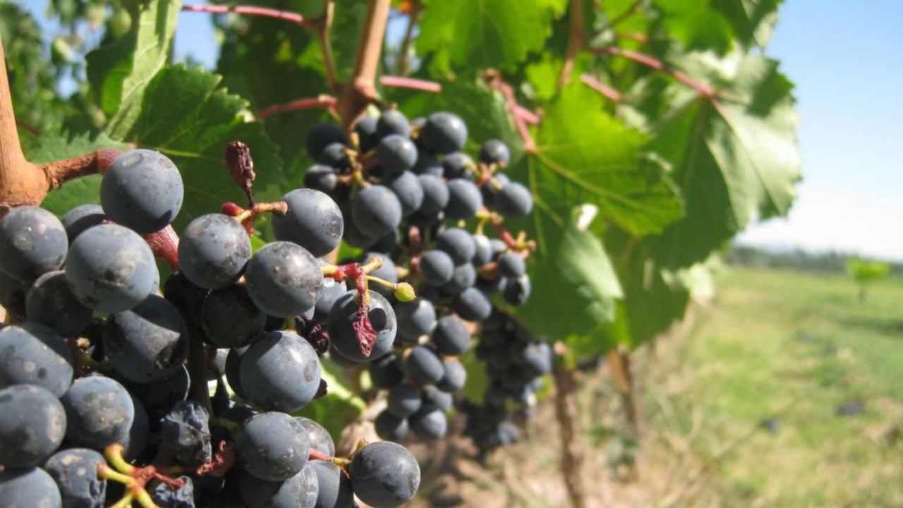 Teste seus conhecimentos sobre a malbec fora da argentina - ISTOÉ ...