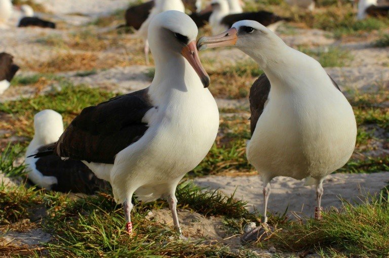Albatroz de 66 anos põe um ovo em reserva no Pacífico - ISTOÉ Independente