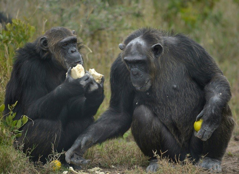 Primatologistas africanos se mobilizam para salvar os macacos - ISTOÉ ...
