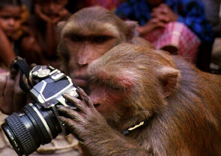 Macaco que tirou selfie é nomeado ‘personalidade do ano’ por ONG ...