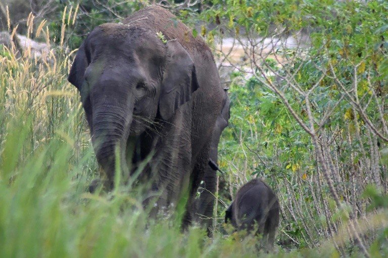 Nasce um elefante-de-Sumatra em floresta protegida da Indonésia - ISTOÉ ...