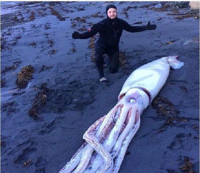 Irmãos encontram lula gigante em praia na Nova Zelândia e fotos ...