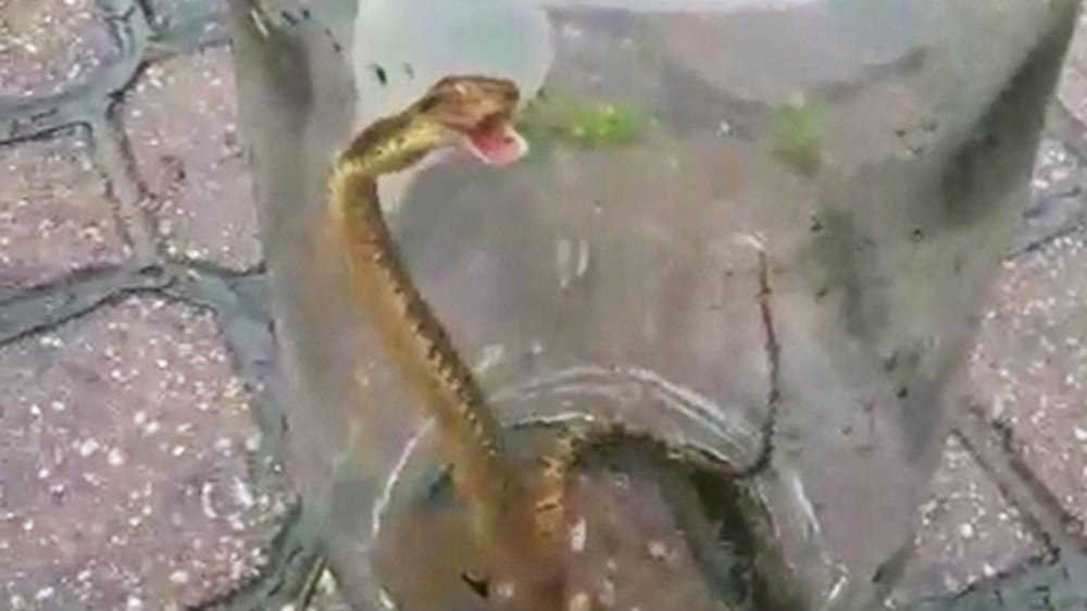 Filhote de jararaca aparece em calçada na Praia Grande - ISTOÉ Independente