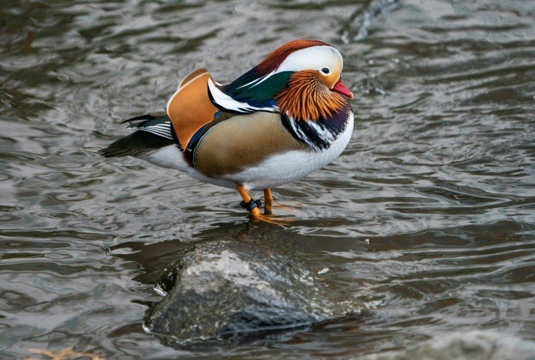 Pato-mandarim cativa visitantes do Central Park de Nova York - ISTOÉ ...