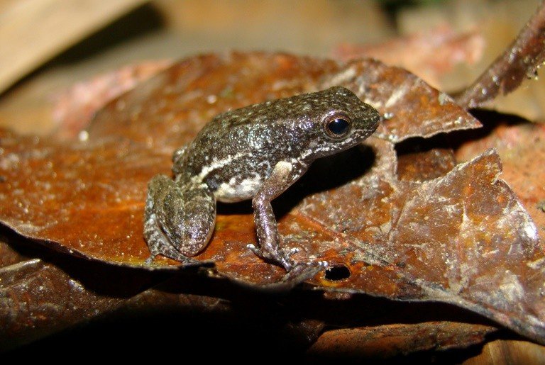 Nova espécie de sapo miniatura é descoberta na Venezuela - ISTOÉ ...