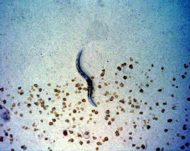 Tecnologias que mostram mecanismo do DNA nas células são ‘descoberta do ...