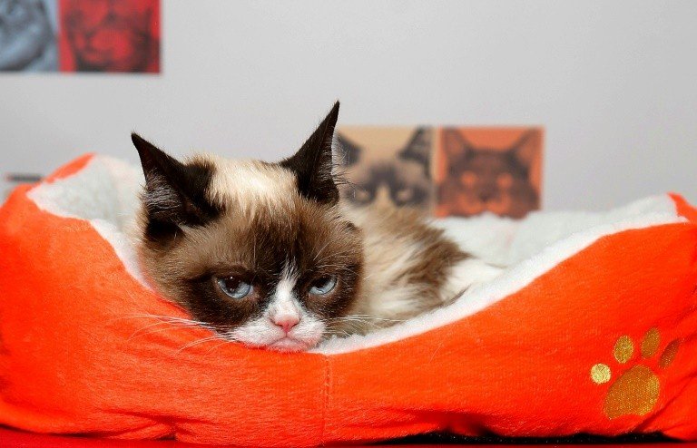 Grumpy Cat, a gata sensação da internet, morre aos 7 anos - ISTOÉ ...
