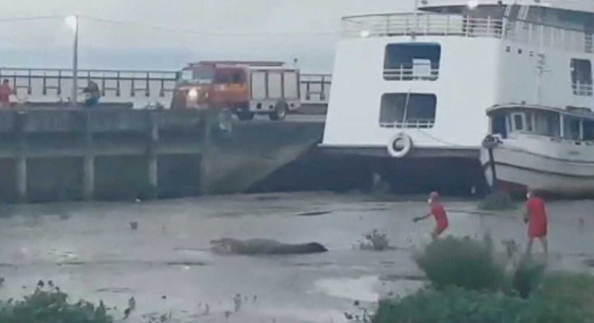 Bombeiros capturam jacaré de quatro metros em orla de Macapá - ISTOÉ ...
