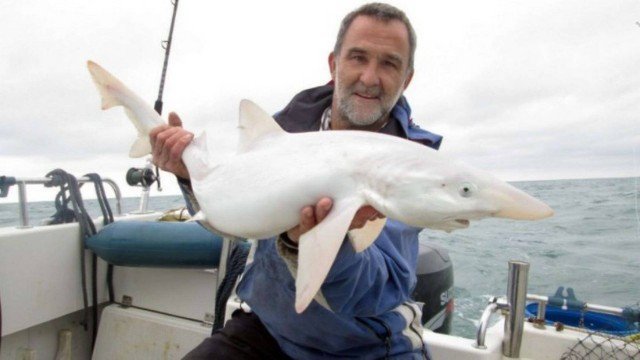 Pescador encontra espécie rara e tubarão branco durante pesca na Grã ...