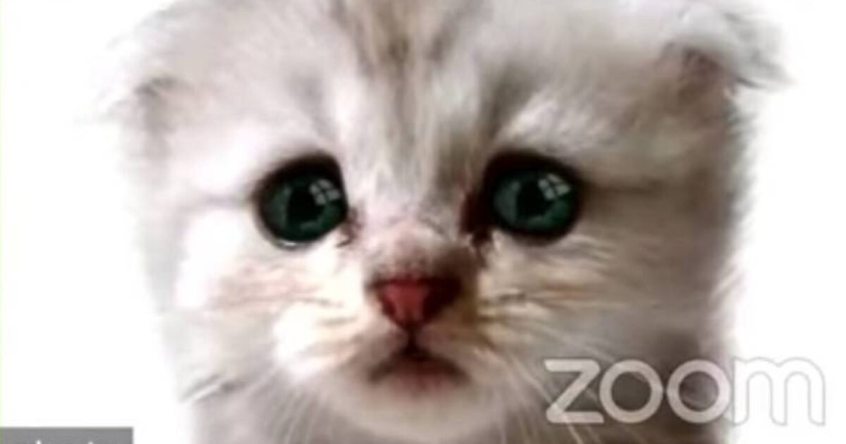 Vídeo: Advogado aparece com filtro de gato em audiência virtual nos EUA ...