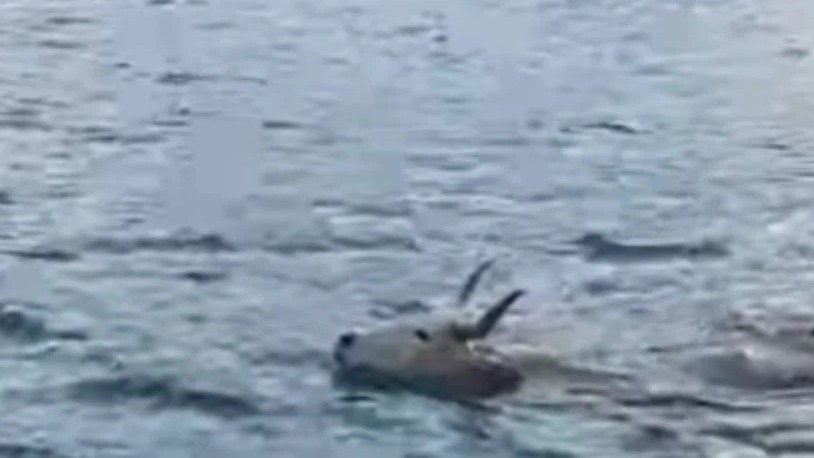 Vídeo: Boi é visto nadando no mar em SC