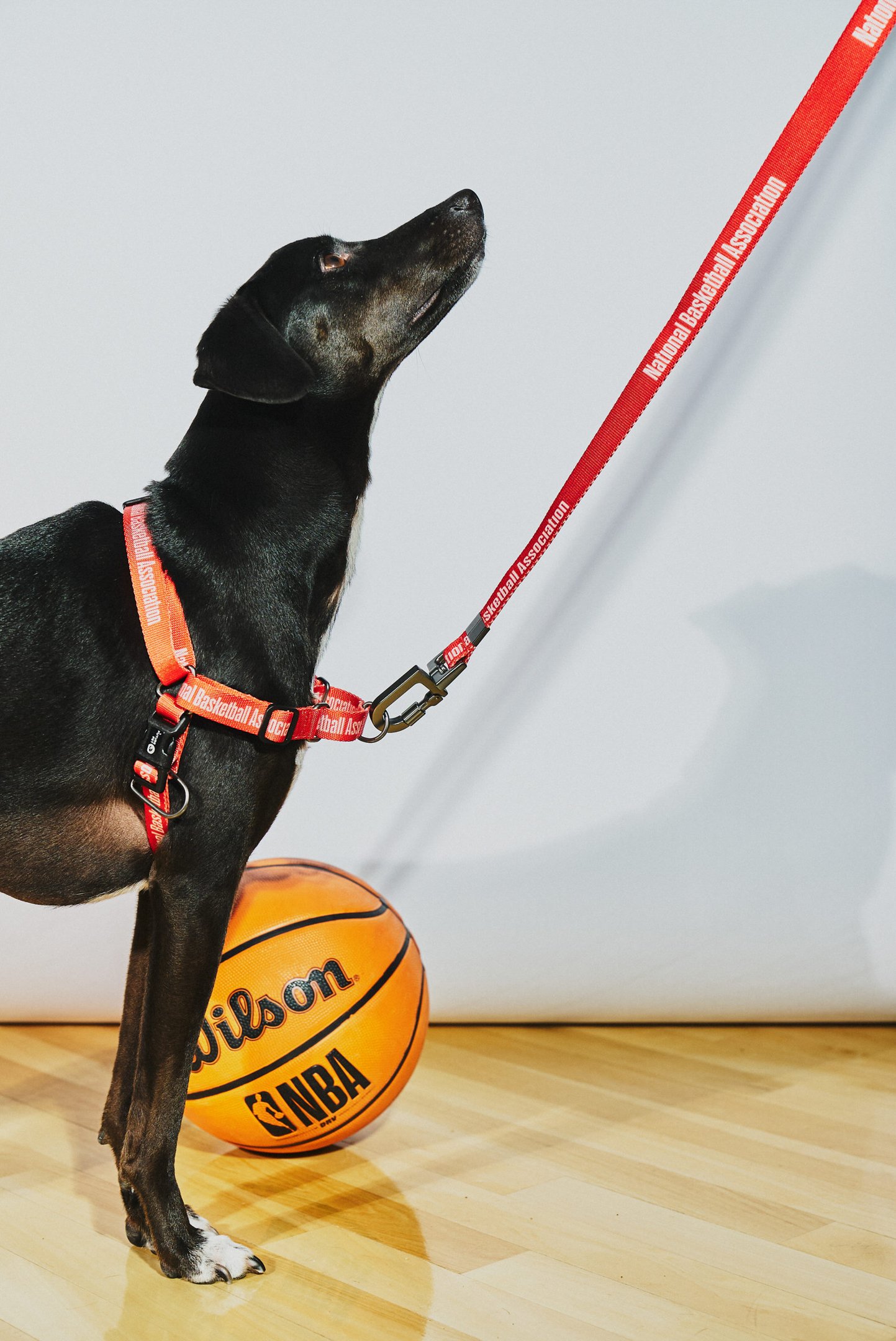 NBA anuncia parceria inédita com empresa de pets no Brasil - ISTOÉ ...