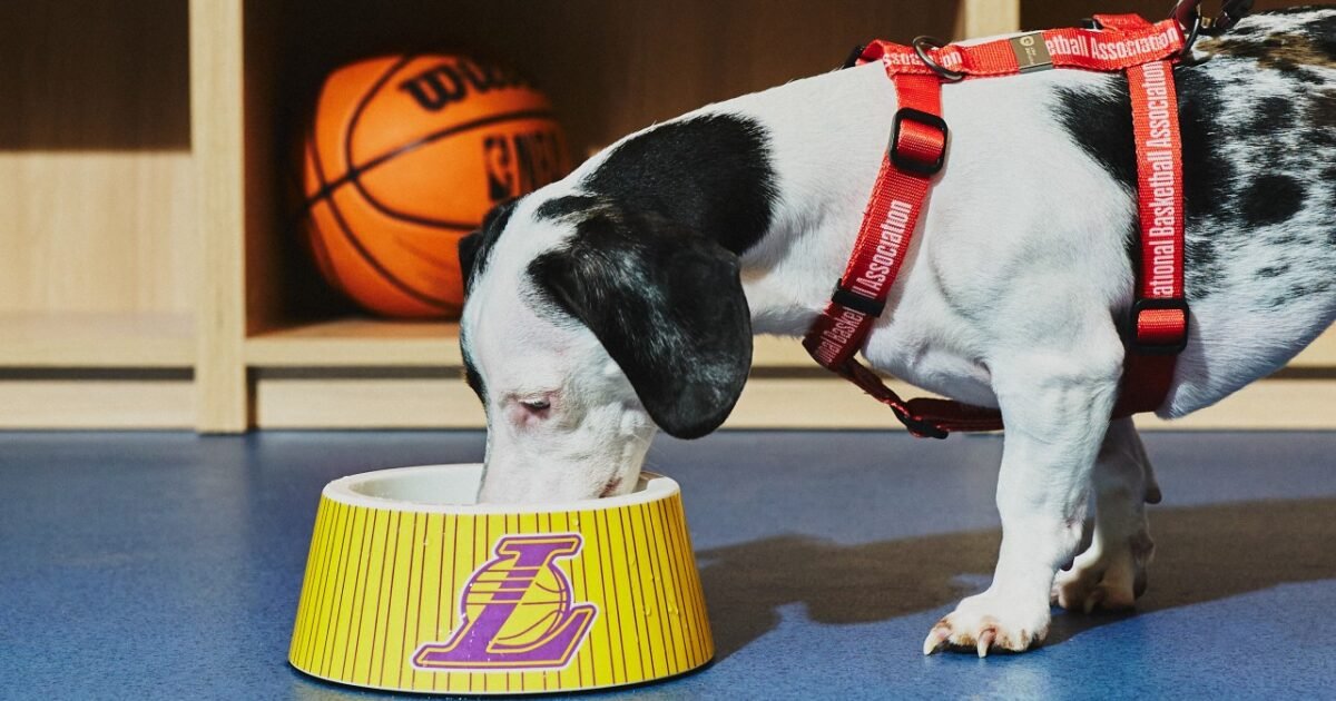 NBA anuncia parceria inédita com empresa de pets no Brasil - ISTOÉ ...