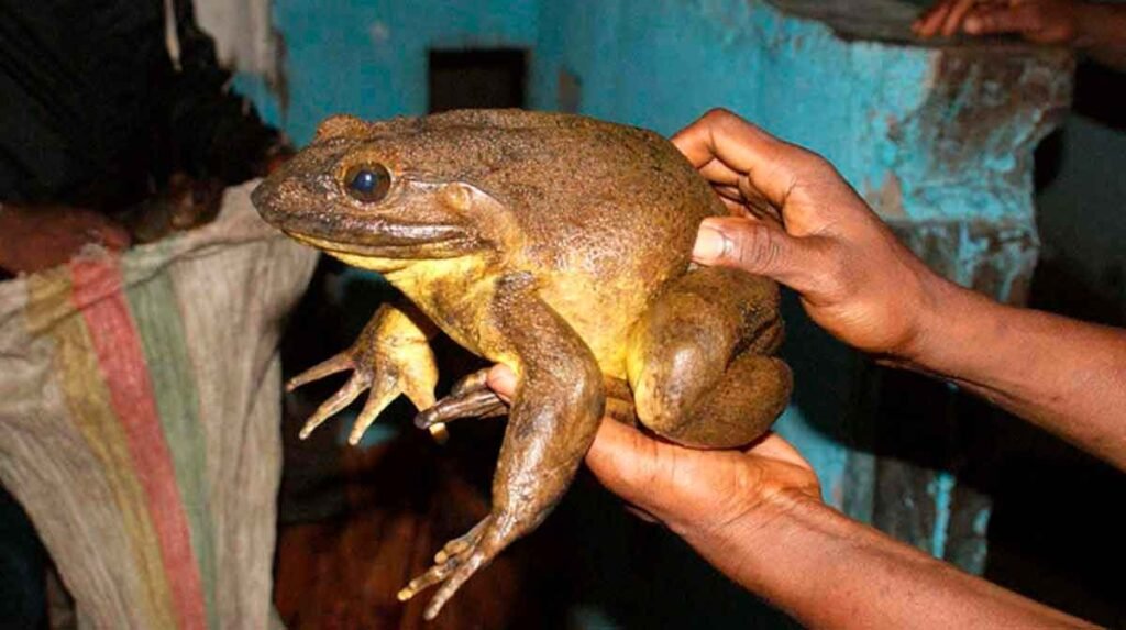 Maior rã do mundo consegue arrastar pedras de até dois quilos - ISTOÉ ...