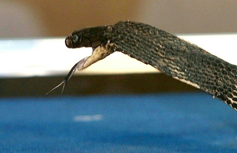 Cobra real ‘Houdini’ volta a evitar sua captura em zoológico da Suécia ...