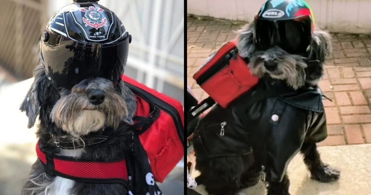 Cachorrinha que faz entrega de delivery e doações de natal faz sucesso ...