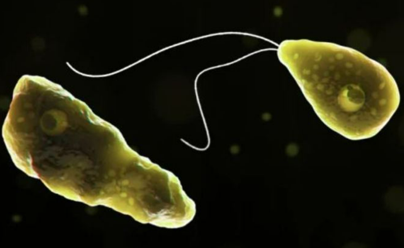 ‘Ameba comedora de cérebros’ mata criança nos EUA - ISTOÉ Independente