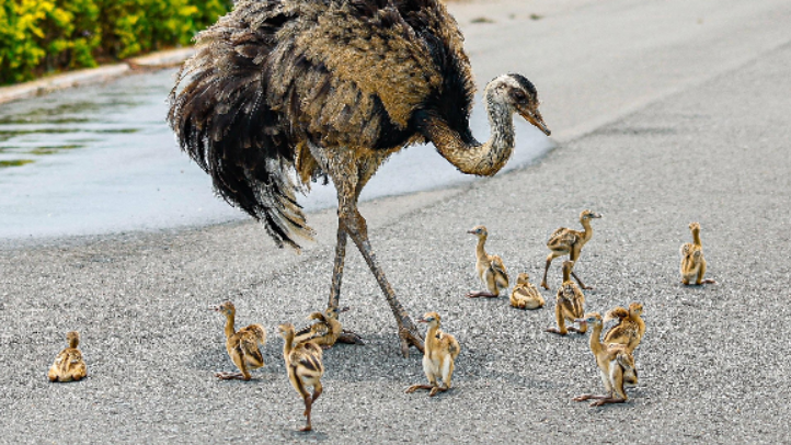 Lula posta foto de filhotes de emas e provoca Bolsonaro - ISTOÉ ...