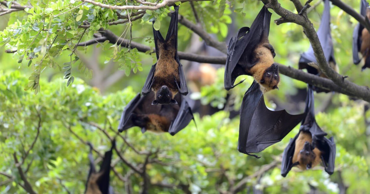 Nova cepa de coronavírus com potencial de infectar humanos é descoberta ...