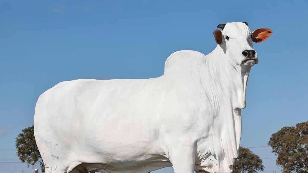 Vaca brasileira é considerada a mais valiosa do mundo - ISTOÉ Independente