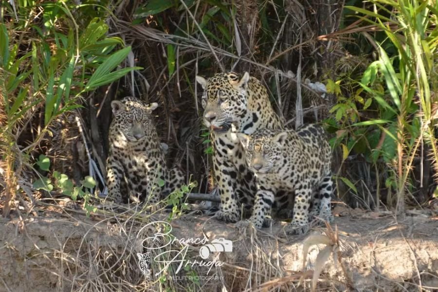 Onça pintada arrasta boi em rio no Pantanal; veja vídeo - ISTOÉ ...