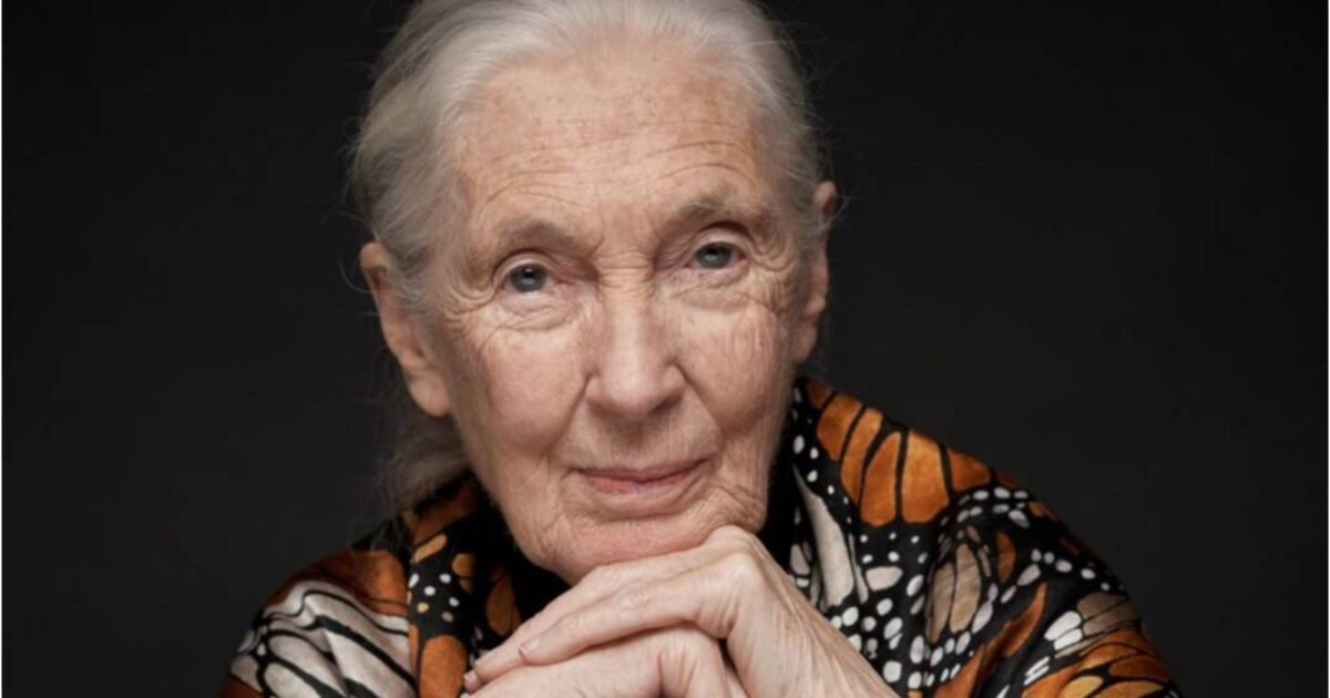 Jane Goodall, uma das maiores primatologistas da história, morre aos 91 ...