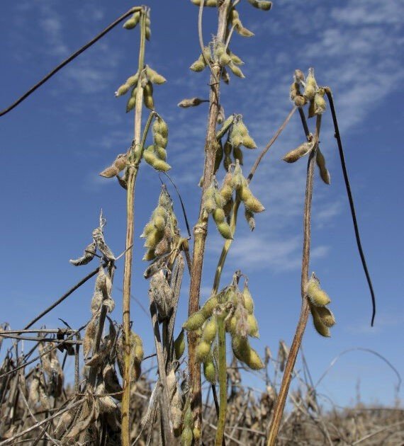 MT pode elevar produção de soja em até 56% em 10 anos, diz Imea - ISTOÉ ...